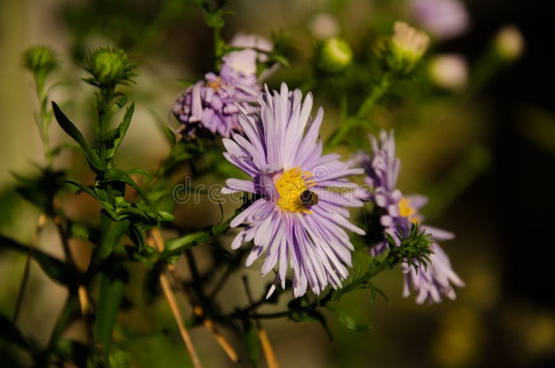 Garden Aster Flowers in Warm Sunlight Closeup Shot Stock Image - Image ...