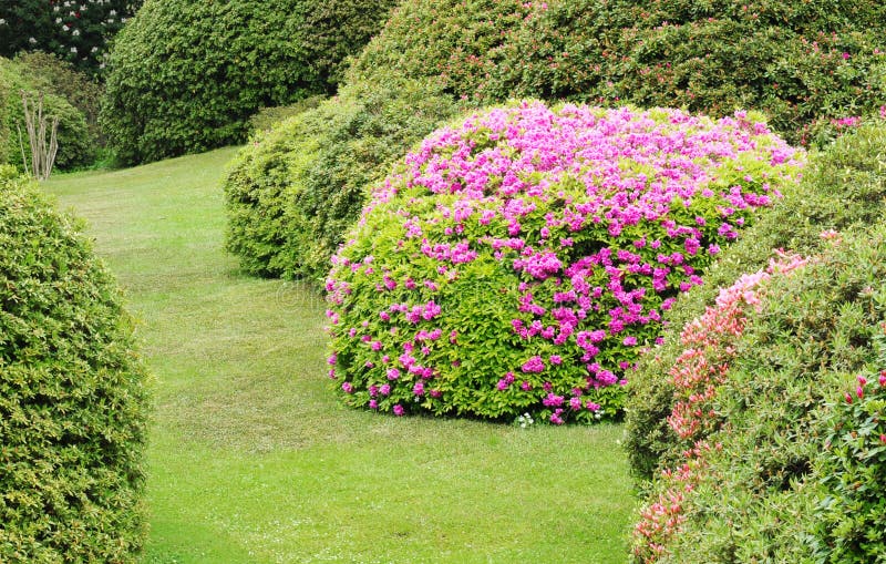 Garden with azalea stock image. Image of flower, grass - 19042471