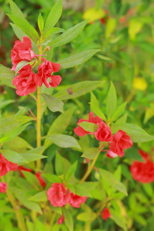 Garden Balsam - Red Flowers Stock Photo - Image of indian, daisy: 29294388