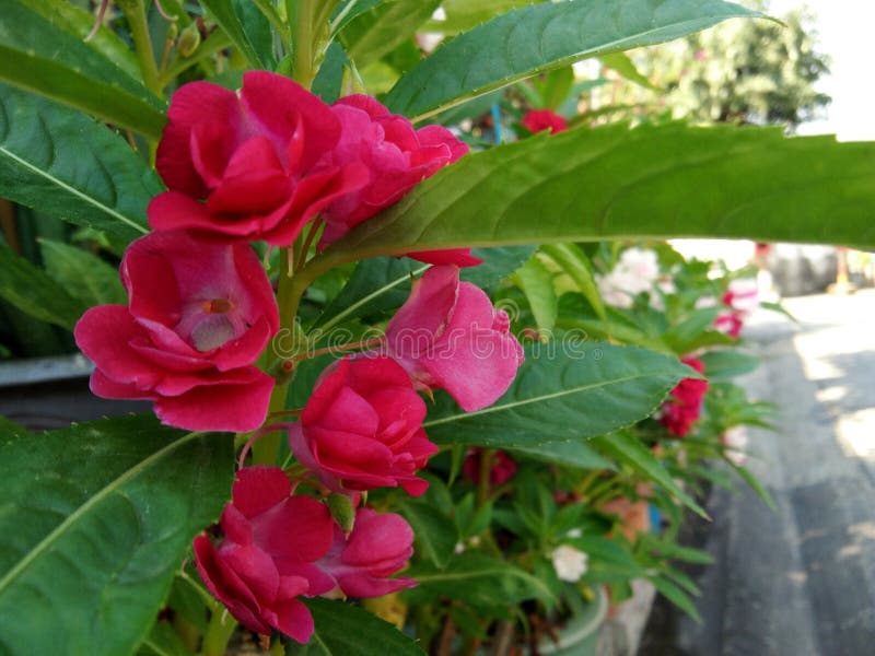 Blossom Red Garden Balsam Flowers Stock Photo - Image of natural ...