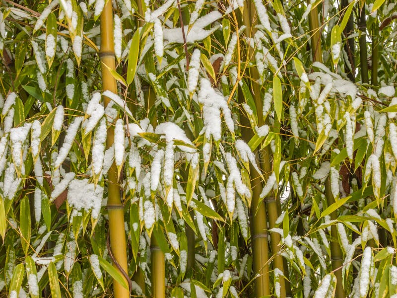 Green Snow Covered Bamboo Leaves in Winter, Overcast Light. Stock Image ...