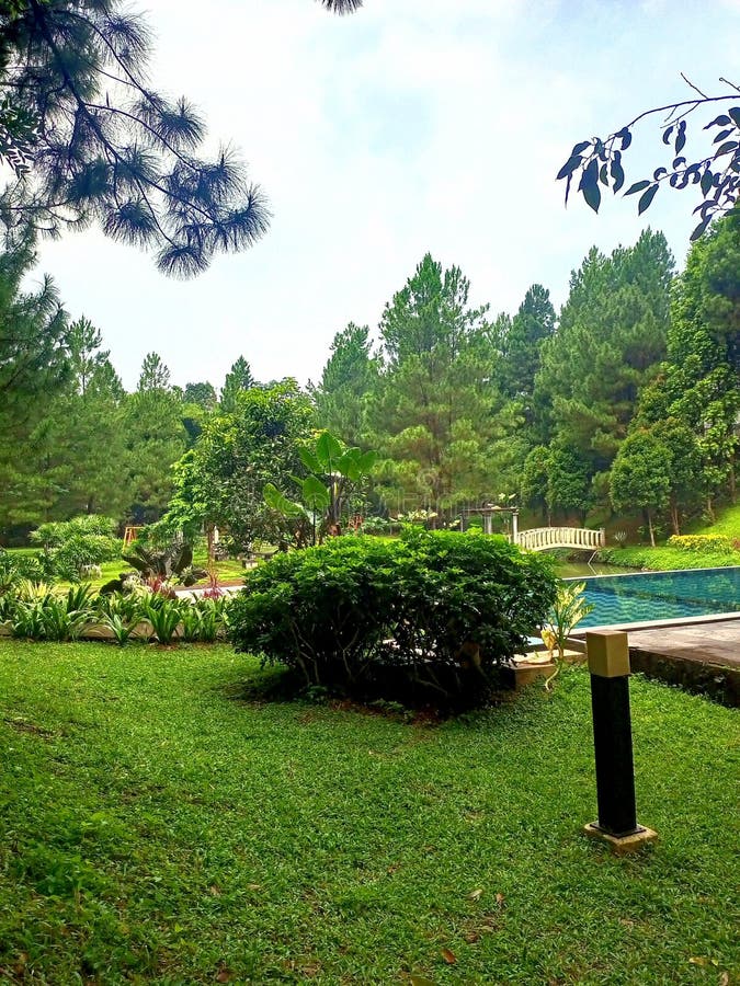 Garden, Bayou, Tree, Green, Plant, Stock Image - Image of flower, yard ...