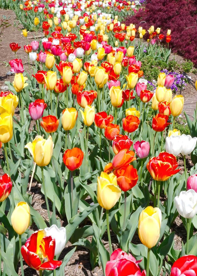 A Garden Bed Filled with Multi-colored Tulips of Various Types Stock ...