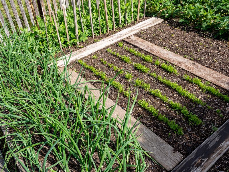 Garden Bed with Organic Vegetables Blooms in Spring Stock Image - Image ...