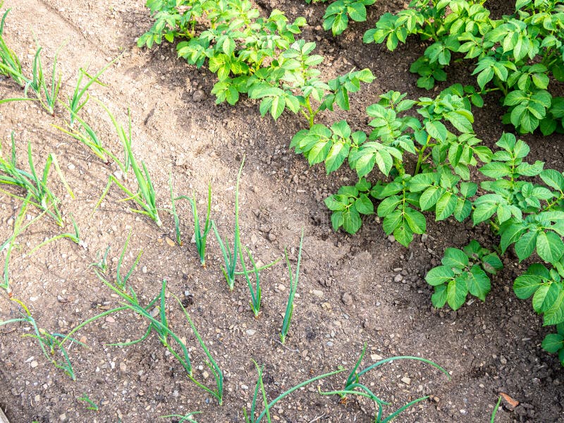 Garden Bed with Organic Vegetables Blooms in Spring Stock Photo - Image ...