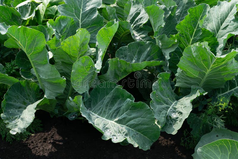 Garden Beds with Young Cabbage Leaves in Spring Stock Image - Image of ...