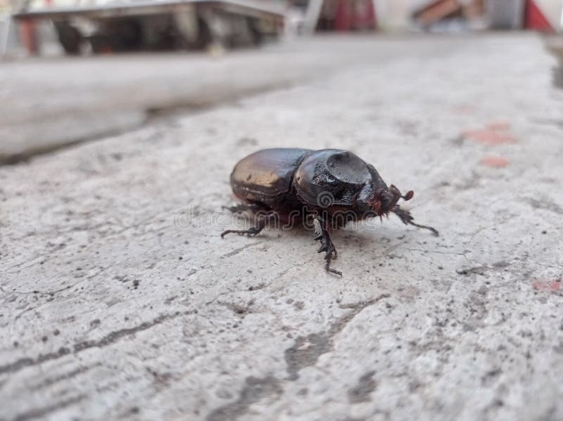 Garden Beetle, Horned and Has 6 Spiny Legs. Stock Photo - Image of soil ...