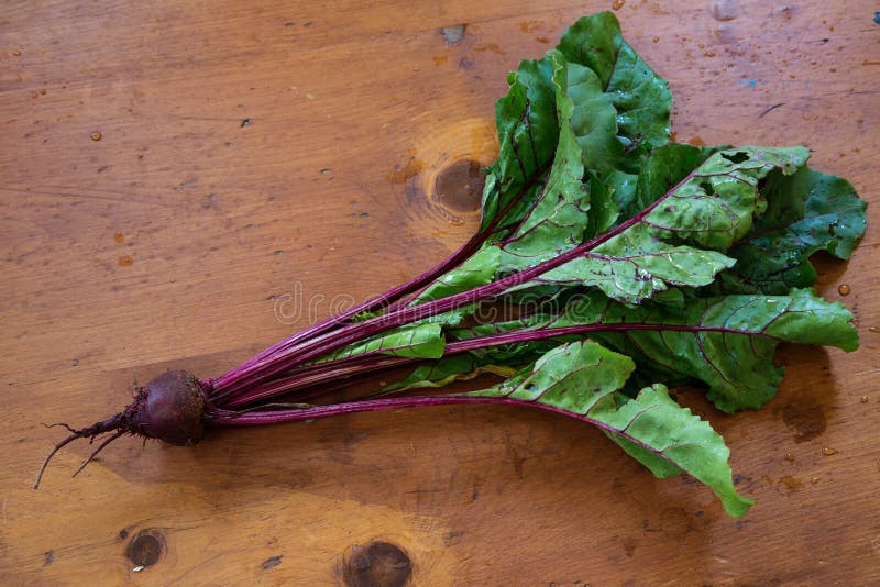 Garden Beet stock image. Image of beetroot, plant, field - 21421189
