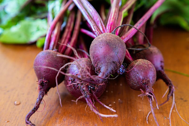 Garden Beet stock image. Image of beetroot, plant, field - 21421189