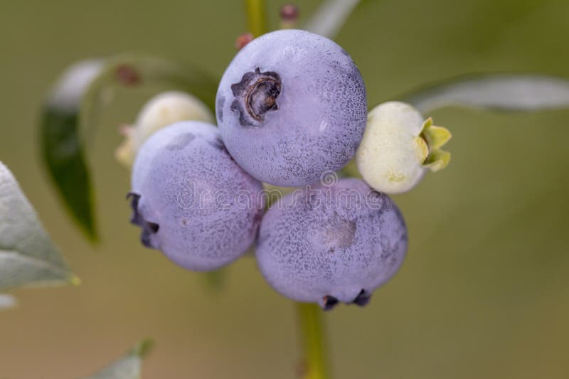 Garden at the Beginning of Summer, Fruit, Blueberry Stock Photo - Image ...