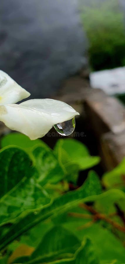 Garden Behind Beautiful Water Drops Stock Image - Image of water, drops ...