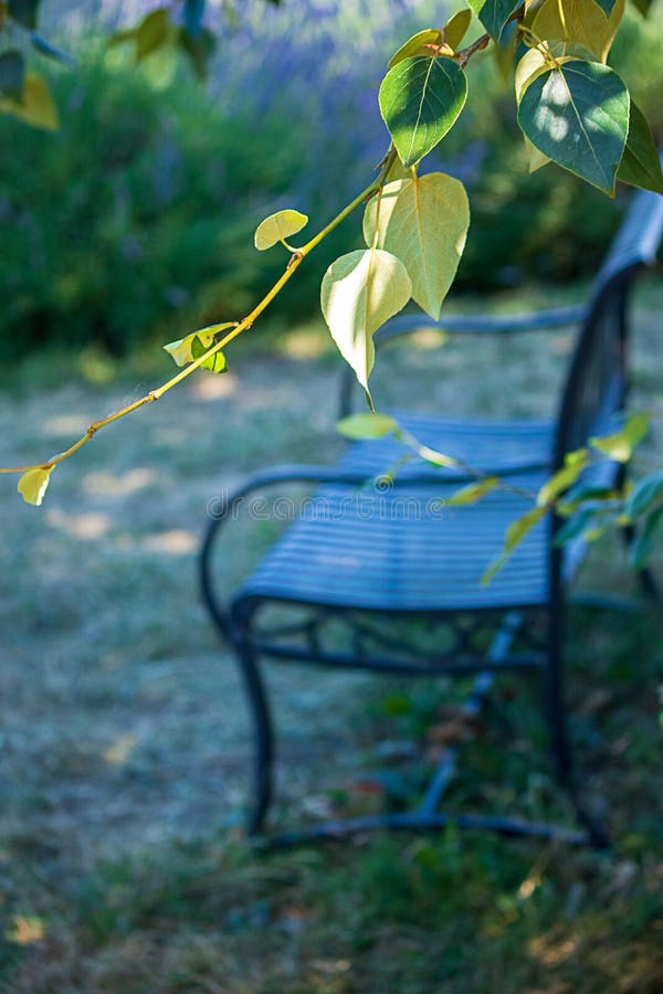 Garden Bench Out Along Path Under Tree Stock Image - Image of beautiful ...