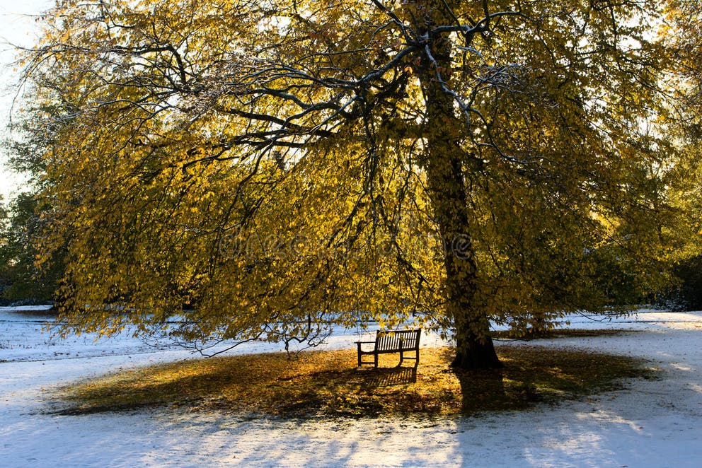 Garden Bench Under Fall Tree Stock Image - Image of morning, aureola ...