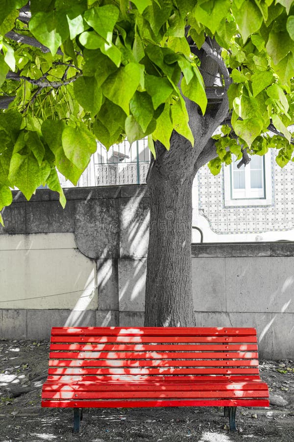 Garden Bench Under a Tree with Saturated Colors and an Environment with ...