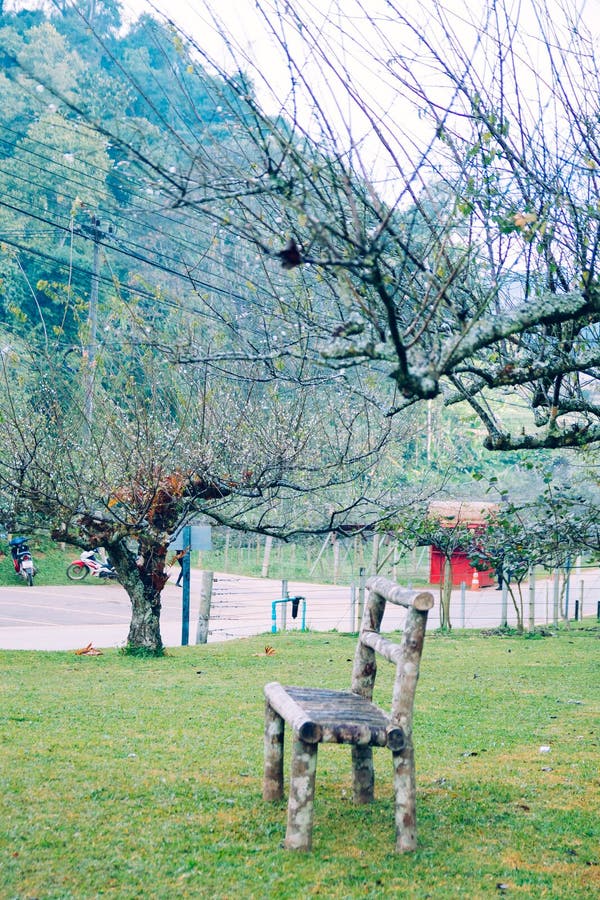 Garden Bench Under the Tree Stock Photo - Image of outdoor, wooden ...