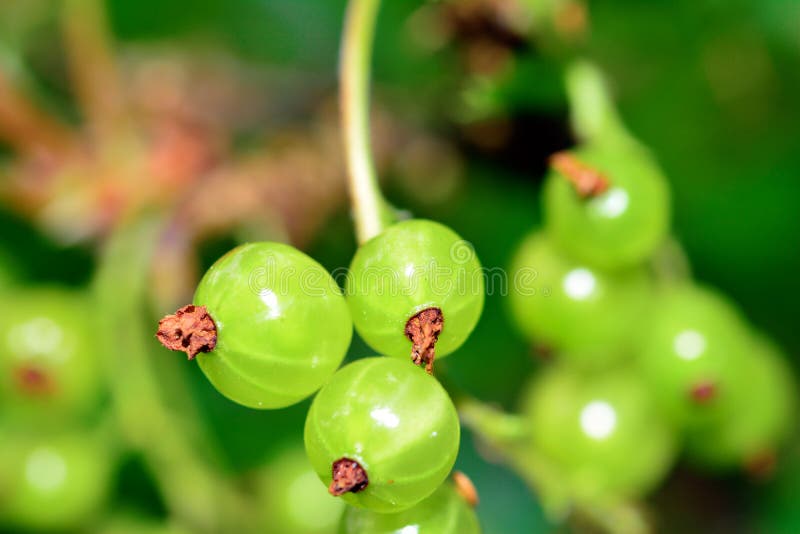Garden berries on branch stock image. Image of summer - 41759059