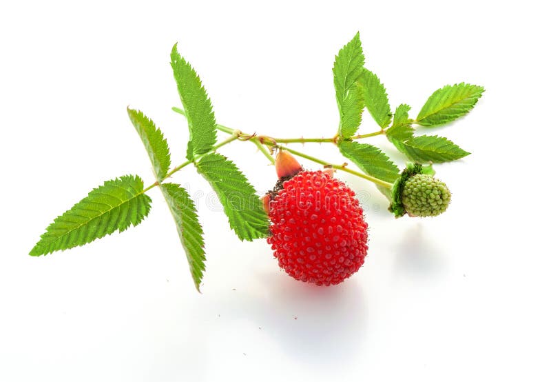 Garden Berry Hybrid of Blackberry and Raspberry Stock Photo - Image of ...