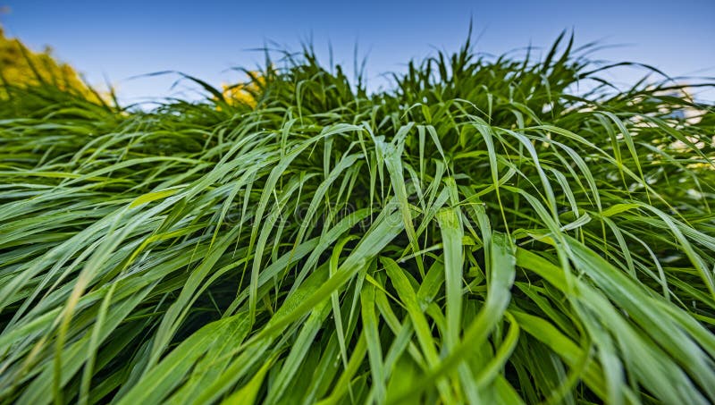 Garden with big grass stock image. Image of flowering - 189318785