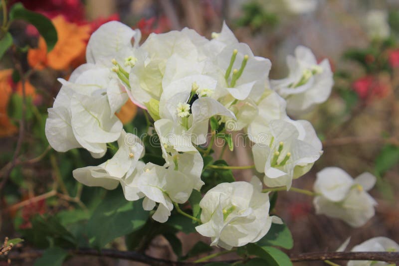 Garden with Big White Flowers. Stock Photo - Image of leafless, center ...