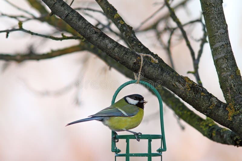 Garden bird on fat feeder stock image. Image of food - 38184491