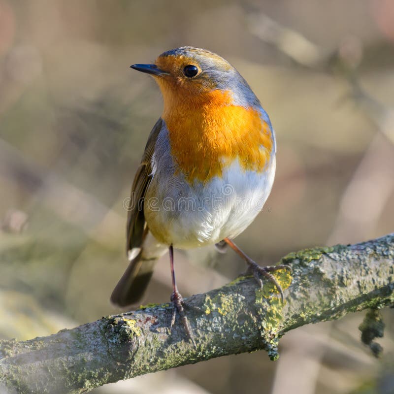 Garden Birds. Robin Erithacus Rubecula in the Wild Stock Image - Image ...