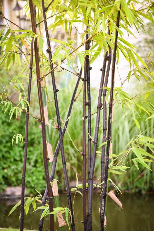 Tall Black Bamboo Growing stock photo. Image of leaves - 10234142