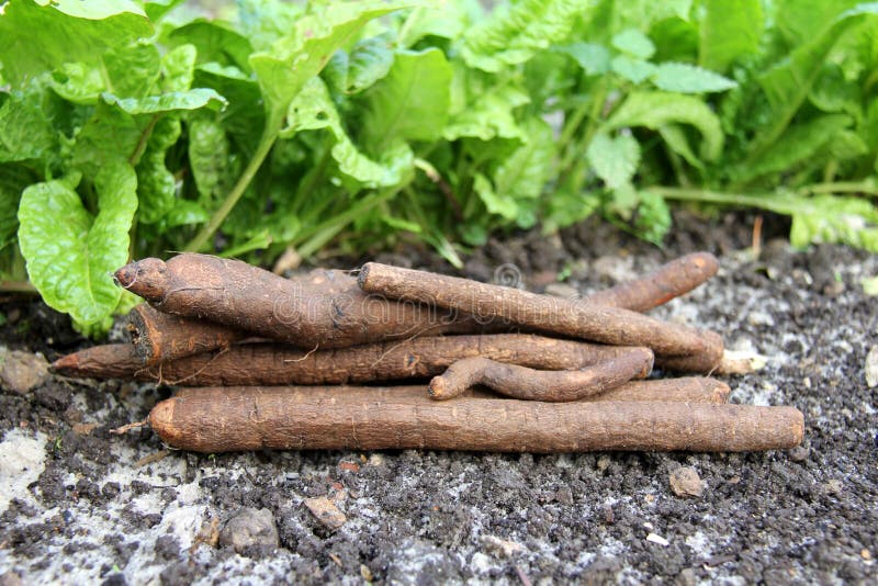 Garden-black root stock photo. Image of roots, gardenblack - 34707546