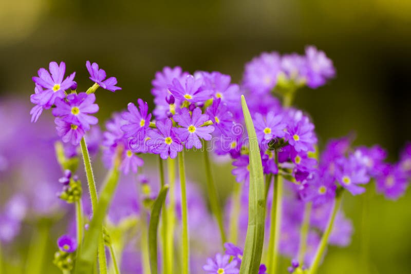 Garden in bloom stock photo. Image of garden, bloom, macro - 31093178