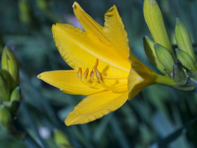In the Garden Bloomed Light Yellow Lily Stock Image - Image of beauty ...