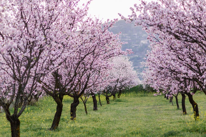 Garden with Blooming Almonds and Cherry Trees Stock Image - Image of ...
