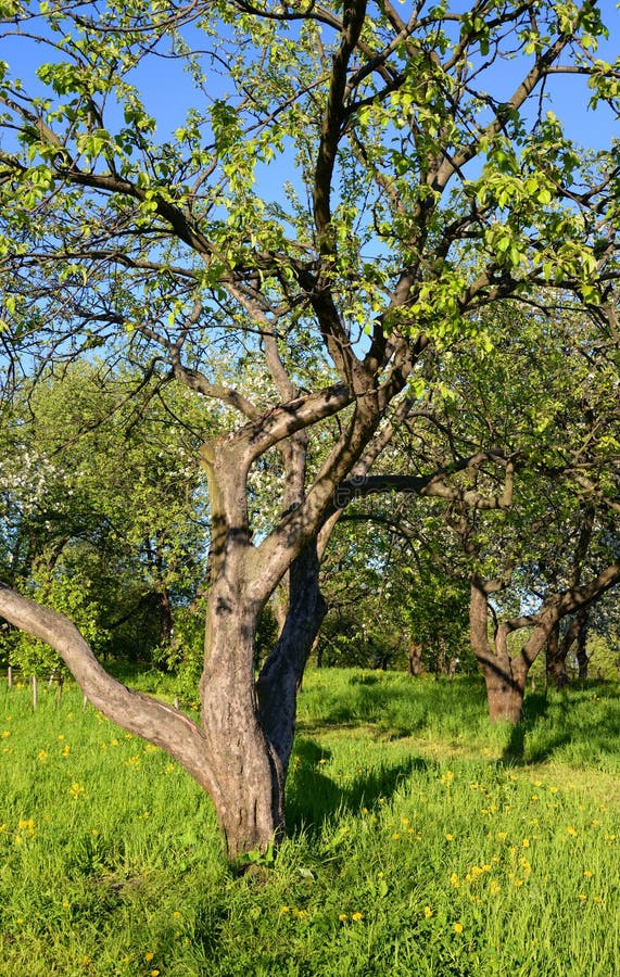 Garden with Blooming Apple Trees. Stock Image - Image of park, cherry ...