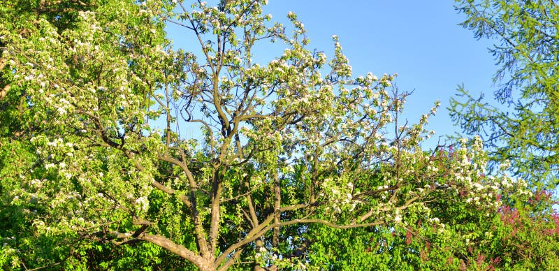 Garden with Blooming Apple Trees. Stock Photo - Image of beautiful ...