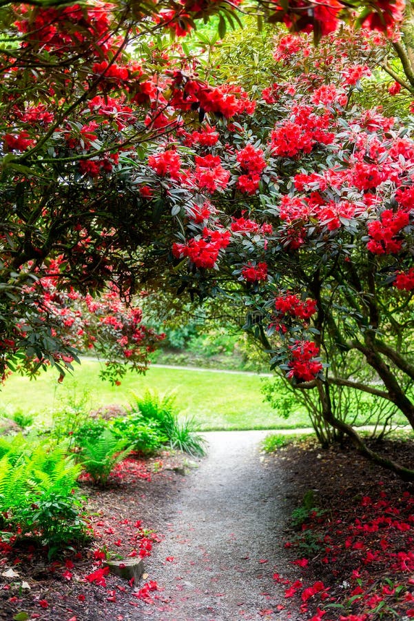 Garden with Blooming Trees during Spring Time Stock Image - Image of ...
