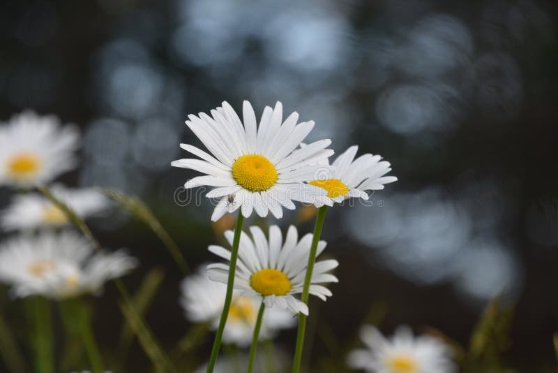 Garden with Blooming Wildflowers in the Spring Stock Photo - Image of ...