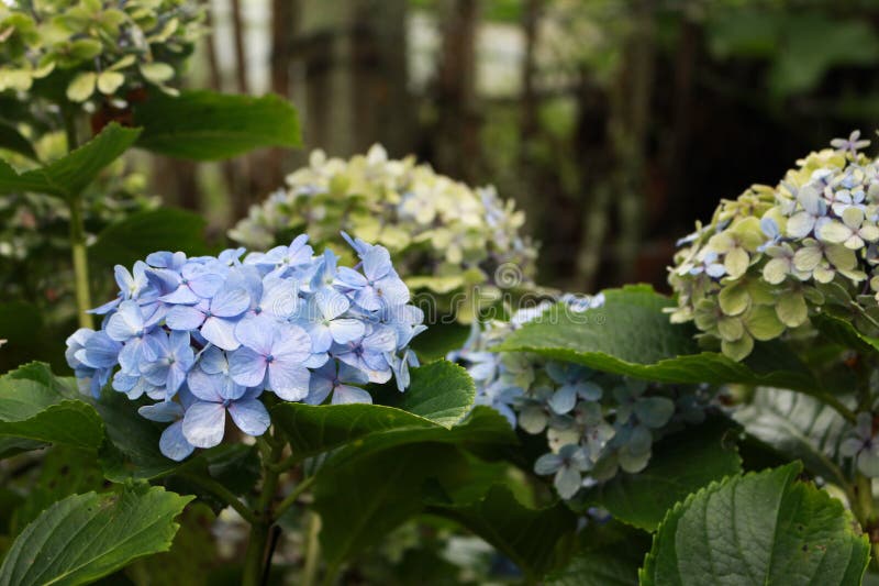 Garden of blue hydrangeas. stock photo. Image of flora - 139558260