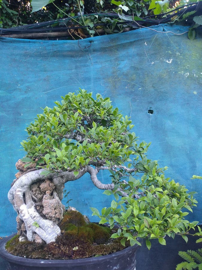 Garden bonsai nature scene stock photo. Image of green - 255039898