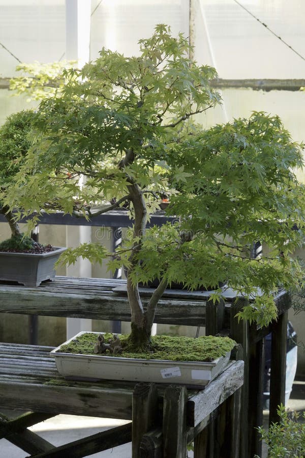 Garden with bonsai trees editorial stock photo. Image of asia - 163122778