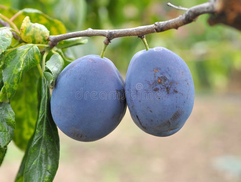 Tree Branch with Ripe Plums Stock Image - Image of eating, healthy ...