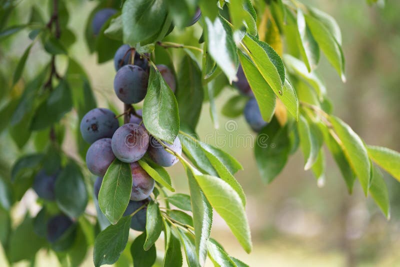 In the Garden on a Branch of a Tree Ripe Plums Stock Image - Image of ...