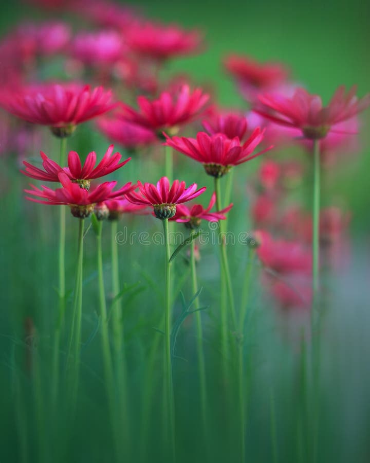 Garden of Bright Red African Daisies Stock Photo - Image of flowery ...