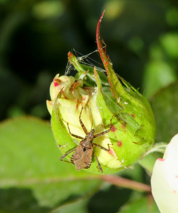 Garden bug on a rose bud stock photo. Image of blooming - 264423990