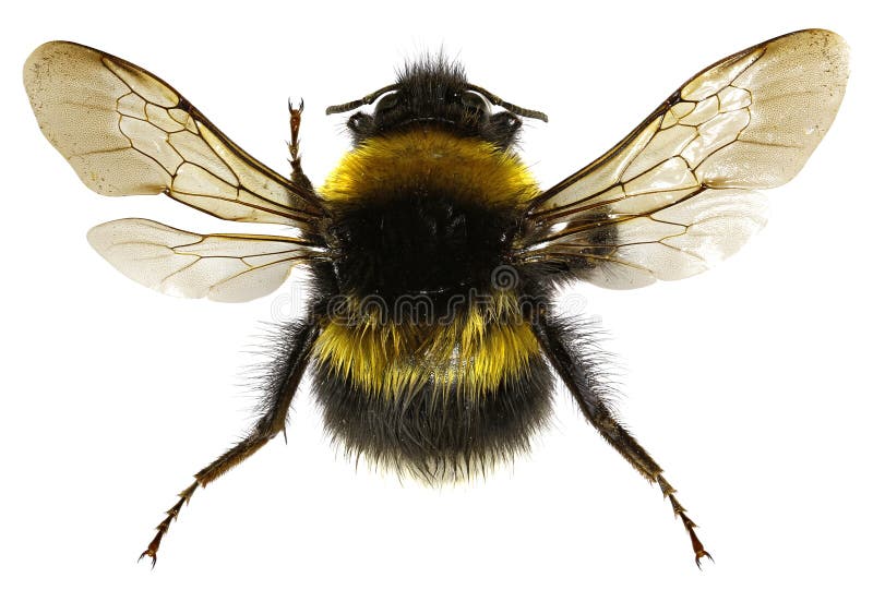 The Garden Bumblebee on White Background Stock Image - Image of closeup ...