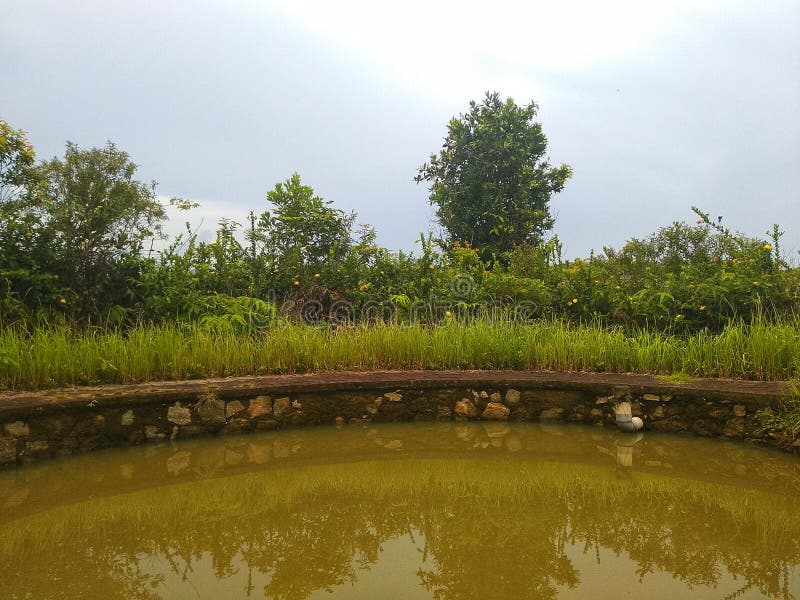 The Garden is Bushy and There is a Pool of Murky Water Stock Photo ...