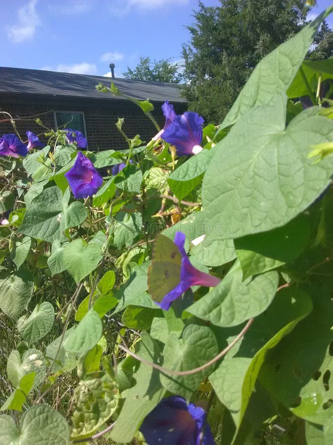 Garden stock photo. Image of garden, field, true, butterfly - 165422188