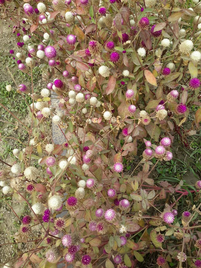Button flowers stock image. Image of flowers, daytime - 137824825