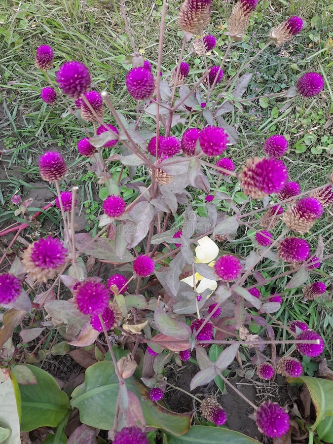 Button flowers stock photo. Image of button, sunshine - 137824840