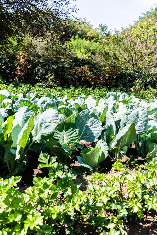 Garden with vegetables stock photo. Image of growing - 235892918