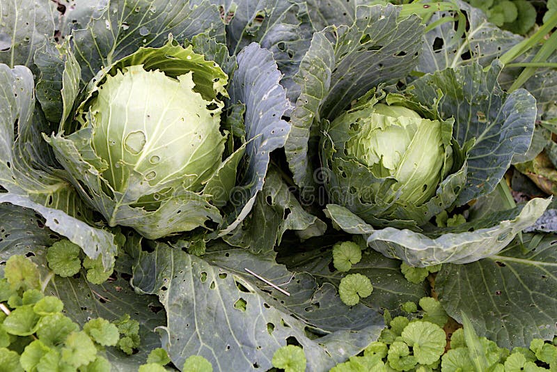Garden Cabbage stock photo. Image of round, cabbage, vegetable - 43728476