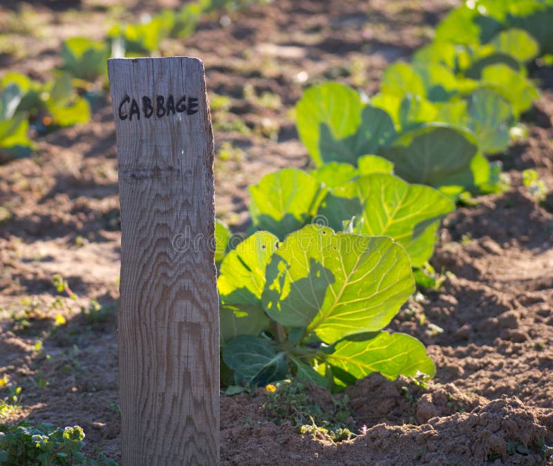 Garden Cabbage Row stock photo. Image of organic, dirt - 22900376