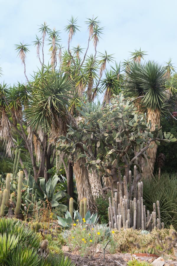 Garden with cacti stock image. Image of cacti, trees - 107692491